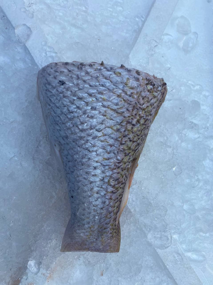 Fresh Ang Go Li / White Snapper Tail Section – Ding Xin Seafood