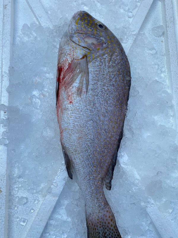 Whole Gaji Fish (~1 KG) – Ding Xin Seafood