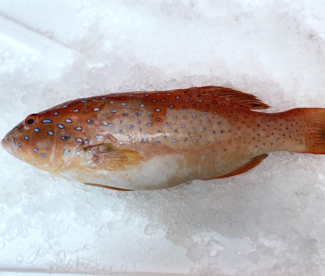 Whole Red Grouper (500G-1 KG) 红石斑 – Ding Xin Seafood