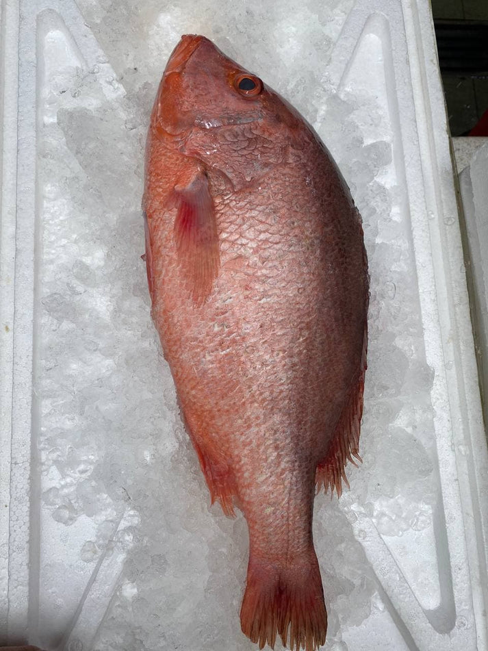 Whole Red Snapper (2-4 KG) 红鸡 – Ding Xin Seafood